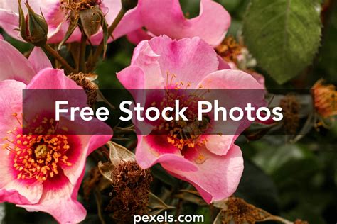 Bees Having Sex Photos Download The Best Free Bees Having Sex Stock