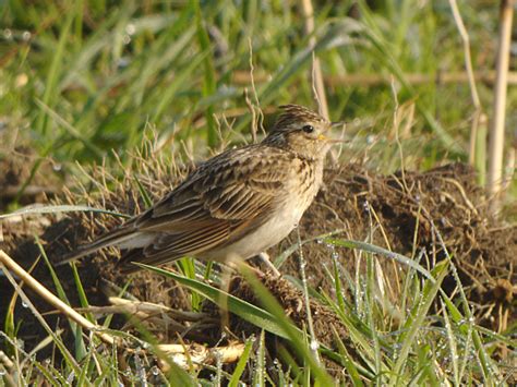 ヒバリ 東京都西多摩地区の野鳥図鑑
