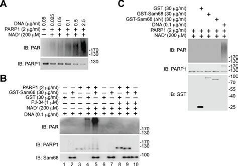 Figures And Data In Sam68khdrbs1 Is Critical For Colon Tumorigenesis