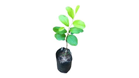 Thai Masan ඇපල් මසං බද්ධ Fruit Plant Lakpura™