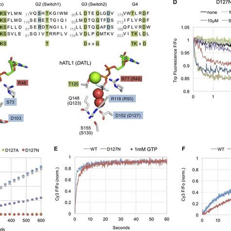Neither Gmppnp Nor The R48a Mutation Replicates A Gtp Induced Atlastin Download Scientific