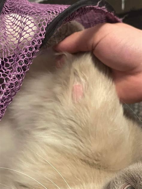 My Cat Has Bald Spots On Front Legs Raskvet