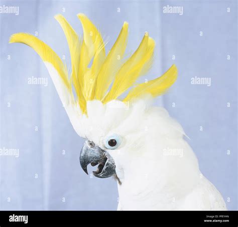 Lesser Sulphur Crested Cockatoo Cacatua Galerita Showing Yellow Crest