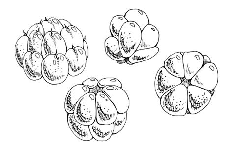 진들딸기 라즈베리 슬로 과일 손으로 그린 벡터 잉크 숲 베리 듀베리 뽕나무 로건베리 보이젠베리 벽지 식물 격리 된 일러스트 세트 레스토랑 카페 메뉴 웨딩 파머스 마켓