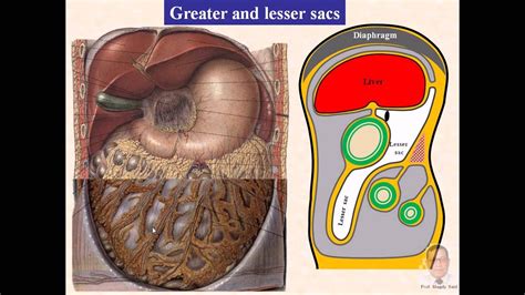 Magdy Said Anatomy Series Abdomen Greater Lesser Sacs And Epiploic