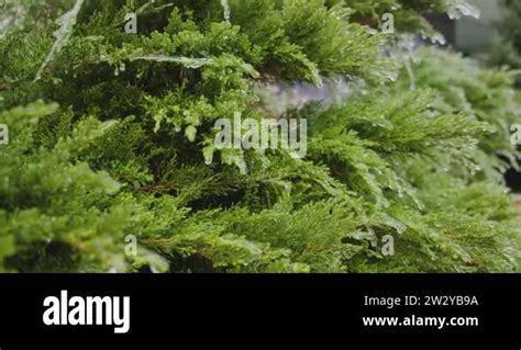 Iced Plants Stock Videos And Footage Hd And 4k Video Clips Alamy