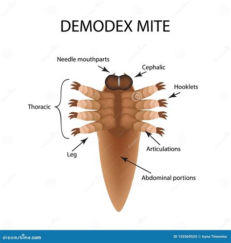 Demodex Folliculorum Vintage Illustration Cartoon Vector