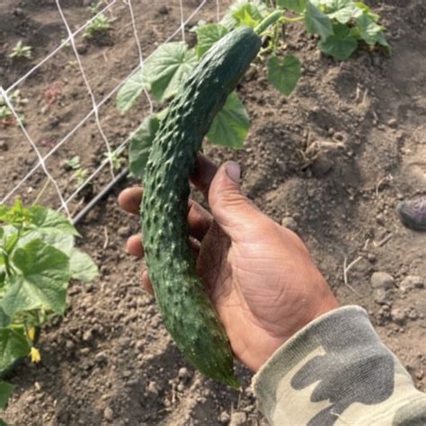 Suyo Long Cucumber Chinese Cucumber Seeds — Second Generation Seeds