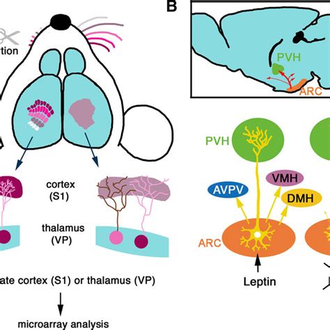 A Schematic For Analysis Of Genes Expressed In Barrel Cortex And