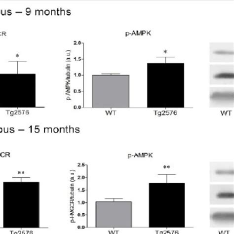 Densitometric Analysis And Representative Western Blots Of Hmgcr