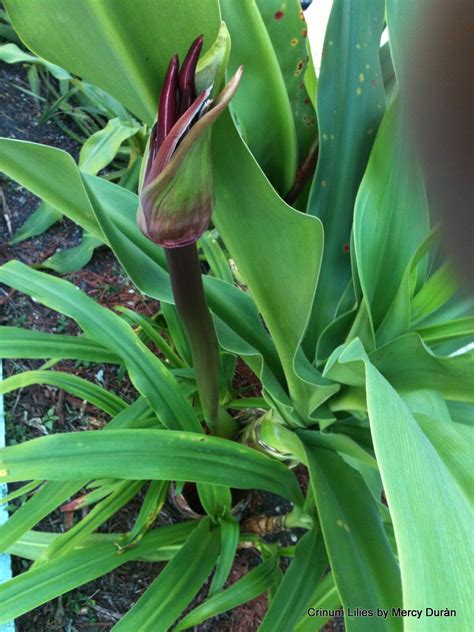 21 Crinum Lilies By Mercy Duràn Edition Crinum Augustum Amabile Lily