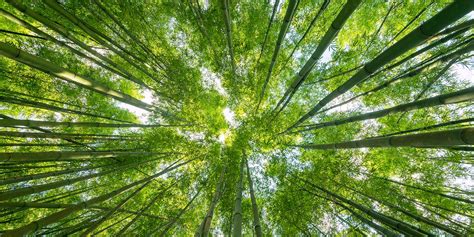 Trees Background EarthCorps