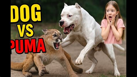 El Dogo Argentino Que Derrotó A Un Puma Para Salvar A Una Niña Héroe