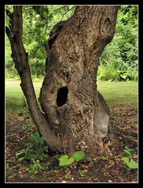 Tree Bole 2599 By Citizenolek On Deviantart