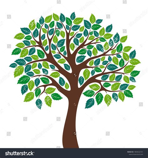 Tree Isolated On White Background Vector Stock Vector Royalty Free