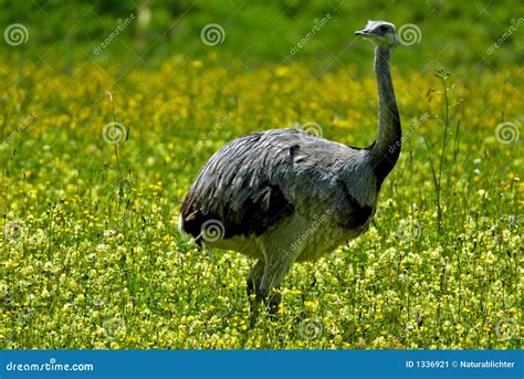 Nandu Stock Image Image 1336921