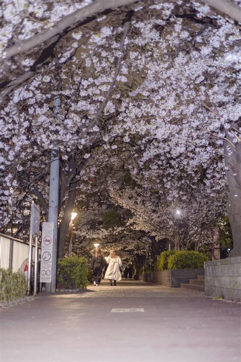 梁 景滔 on Twitter 来目黑川看看夜樱