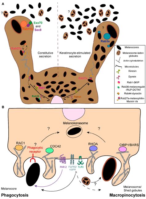 Chromatographic Analysis Melanin At Patrick Jefferson Blog