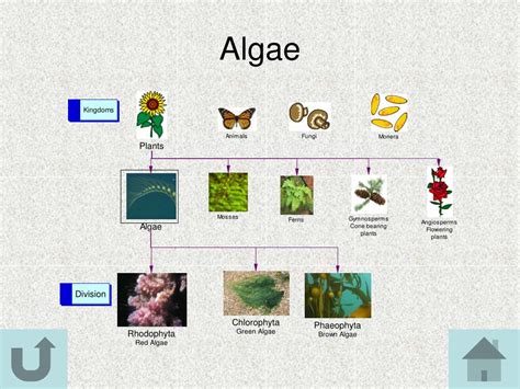 Ppt Classification Of Organisms Powerpoint Presentation Free