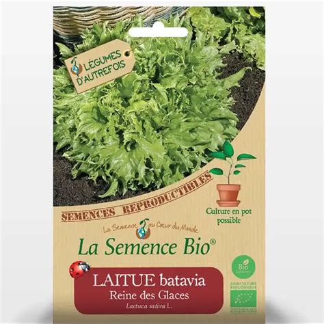 LAITUE BATAVIA Reine Des Glaces Les Graines Bio Jaime Jardiner