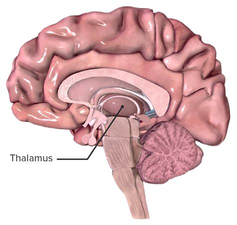 Thalamus Anatomy Concise Medical Knowledge