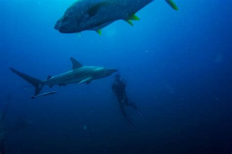 50 Tiger Sharks Filmed Feeding On Humpback Whales Remains In Hervey