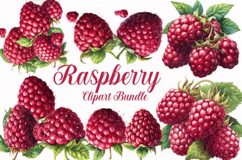 Raspberry Clipart Bundle Graphic By Tshirtado · Creative Fabrica