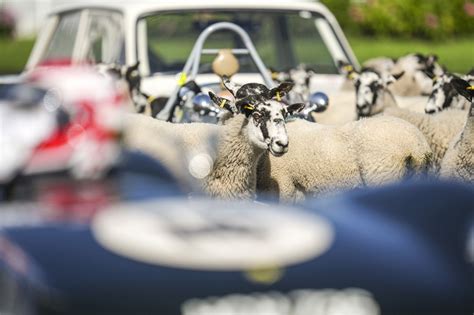 Sheep Flock To The Revival For A Unique Jim Clark Celebration Grr