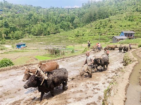 Suraksha Shrestha On Linkedin Justasking Tourism Agriculture 13