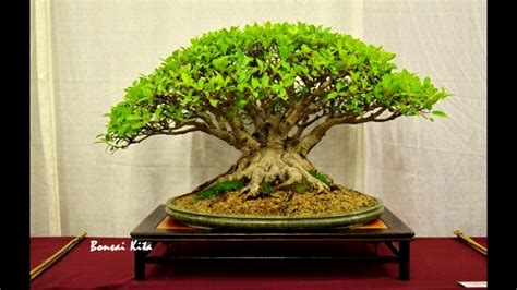 Macam Macam Pohon Yang Bisa Dijadikan Bonsai
