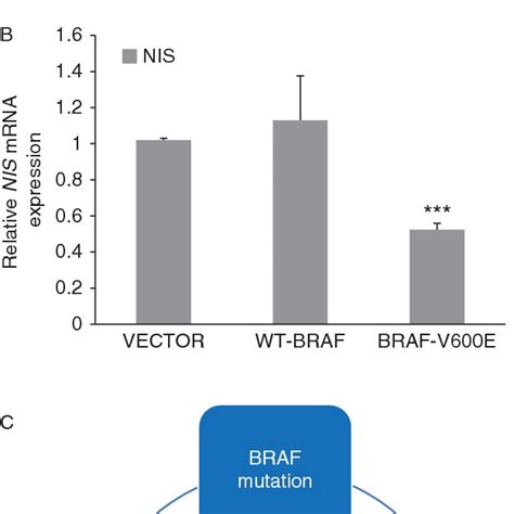 Effect Of Braf V600e On The Expression Of The Nis Gene In Rat Thyroid