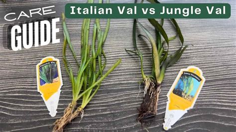 Plant Care Guide Italian Val Vs Jungle Val Youtube