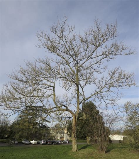 Box Elder Tree Guide Uk Box Elder Tree Identification