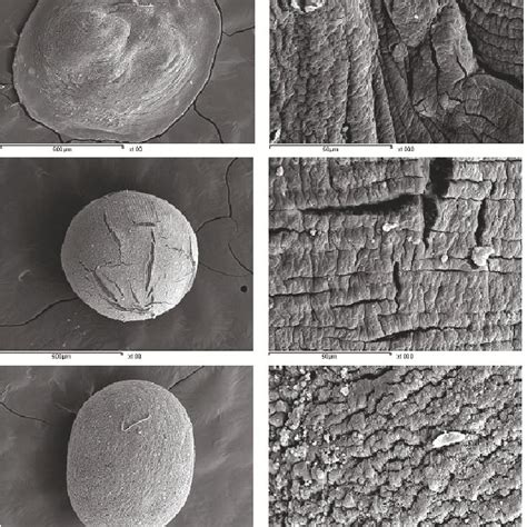 Effect Of Curing Time On The Encapsulation Efficiency Download