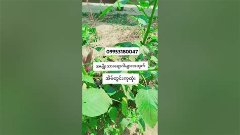 အမျိုးသားရောဂါများအတွက်အိမ်တွင်းကုထုံး 1millionsviews Youtubeshort