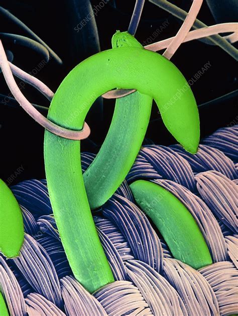 Sem Of A Hooks And Loops Fastener Stock Image H1200136 Science Photo Library