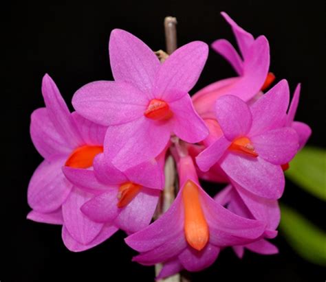 Dendrobium Glomeratum Syn D Crepidiferum Orchidweb
