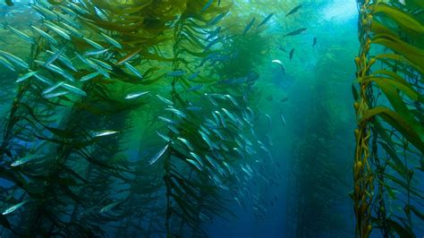 Californias Critical Kelp Forests Are Disappearing In A Warming World