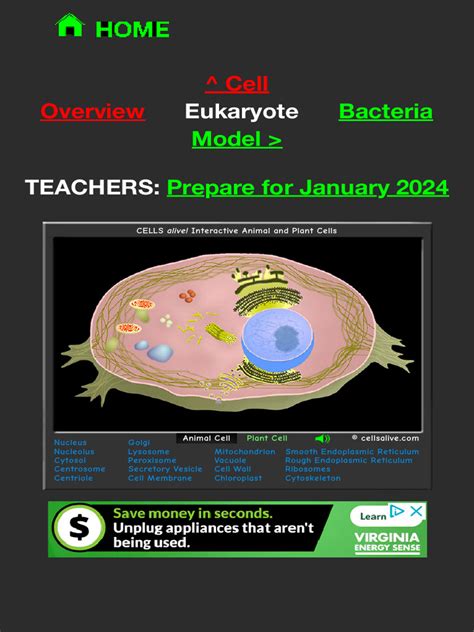 Interactive Cell Model Pdf