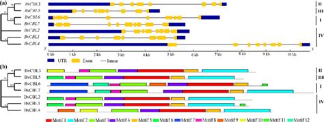Phylogenetic Relationship Intronexon Organization And Conserved