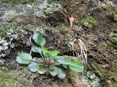 Shortia Rotundifolia Flickr