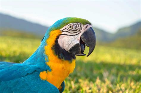 Parrot Tongue Anatomy Function And Facts With Pictures