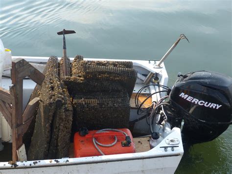 Conscience Point Shellfish Southampton New York