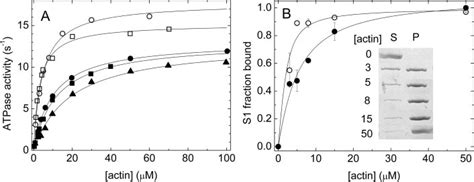 Steady State Solution Properties A Actin Activated Atpase Activities