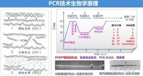 不懂就问——pcr和qpcr的区别 知乎