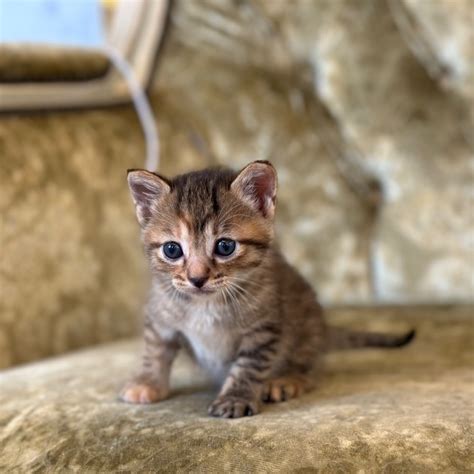 코리안숏헤어 망고 렉돌분양가격 브리숏분양가격 브리티시숏헤어분양가격 러블분양가격 티컵비숑프리제분양 티컵포메라니안분양 티컵말티즈분양 티컵말티푸분양 티컵푸들분양 티컵강아지분양