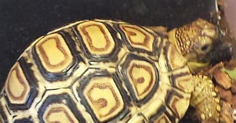 Judge My Tortoise Setup Album On Imgur