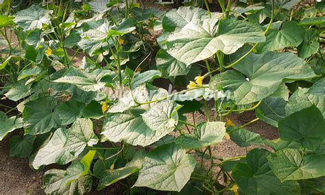 Листата на краставиците ще останат зелени до есента Съвети