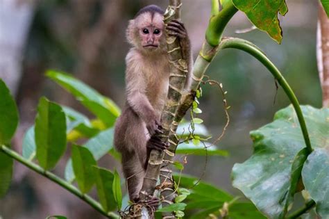 Rescataron A 32 Especies Exóticas Durante Las Protestas En Ecuador
