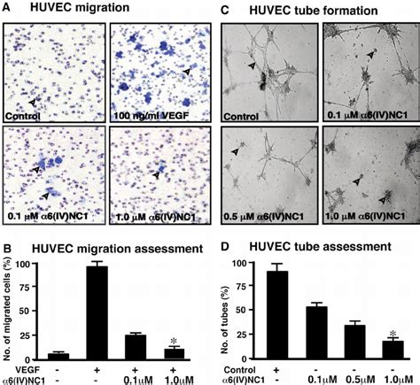 Inhibition Of Huvec Migration And Tube Formation By α 6ivnc1